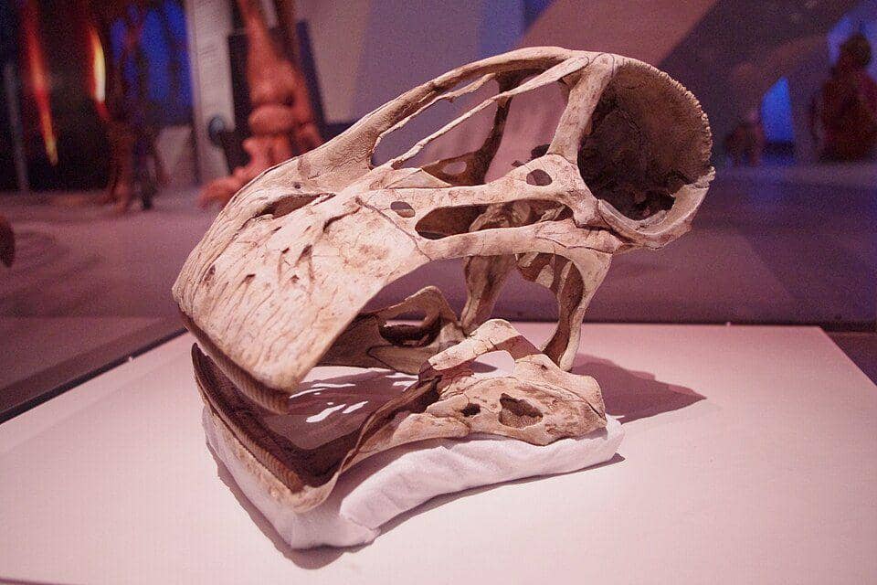 5 Fakta Menarik Nigersaurus, Dinosaurus Unik dengan 500 Gigi | IDN Times