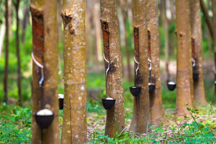 5 Pohon Penghasil Getah Bernilai Tinggi di Pasar Dunia | IDN Times