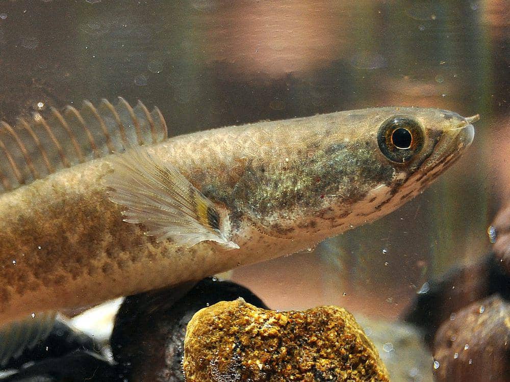 5 Spesies Ikan Gabus yang Sering Dipelihara, Harganya Mahal! | IDN Times