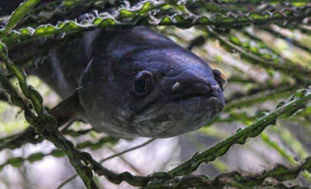 5 Spesies Ikan Gabus yang Sering Dipelihara, Harganya Mahal! | IDN Times