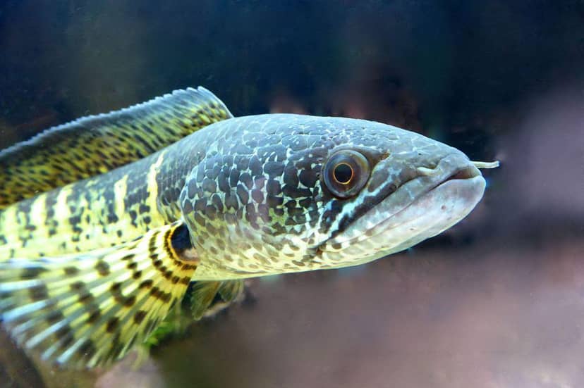 5 Spesies Ikan Gabus yang Sering Dipelihara, Harganya Mahal! | IDN Times