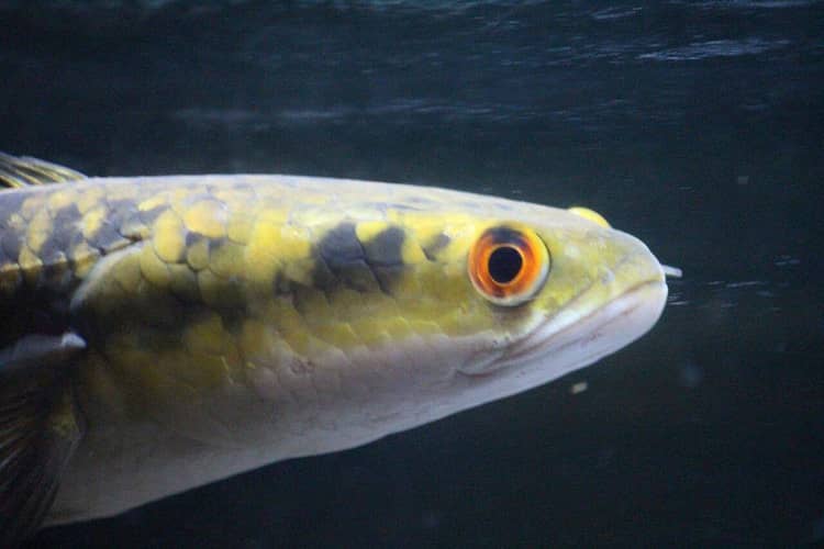 5 Spesies Ikan Gabus yang Sering Dipelihara, Harganya Mahal! | IDN Times