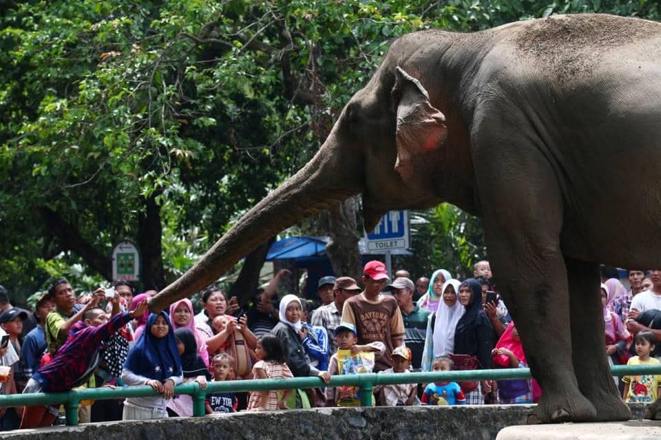 9 Kebun Binatang Terbaik di Indonesia yang Harus Dikunjungi Sebelum ...