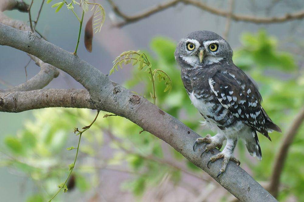 6 Fakta Forest Owlet, Burung Hantu Langka yang Hanya Tersisa | IDN Times