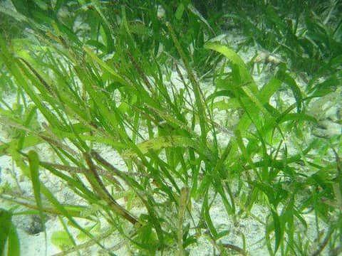 6 Spesies Lamun Cymodoceae di Indonesia Beserta Karakteristi | IDN Times