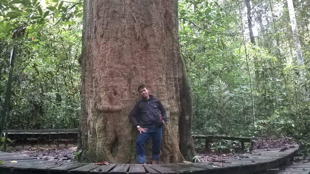 Mengenal Pohon Ulin, si Kayu Besi yang Punya Segudang Manfaa | IDN Times