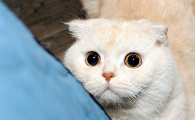 10 Kucing Termahal di Dunia, Jutaan hingga Miliaran | IDN Times