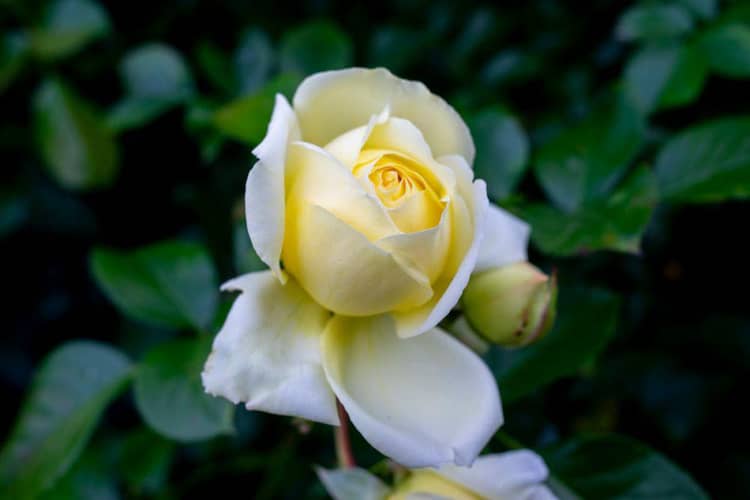 Memahami Contoh Bunga Sempurna, Ciri-ciri dan Manfaatnya | IDN Times