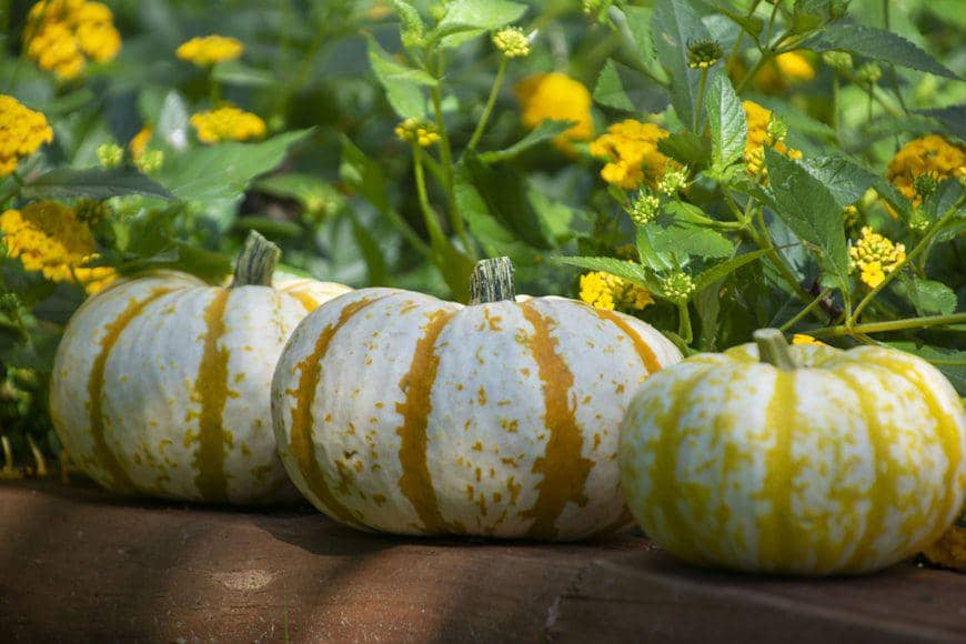 Apa Itu Bunga Tidak Sempurna? Pahami Ciri-ciri dan Contohnya | IDN Times