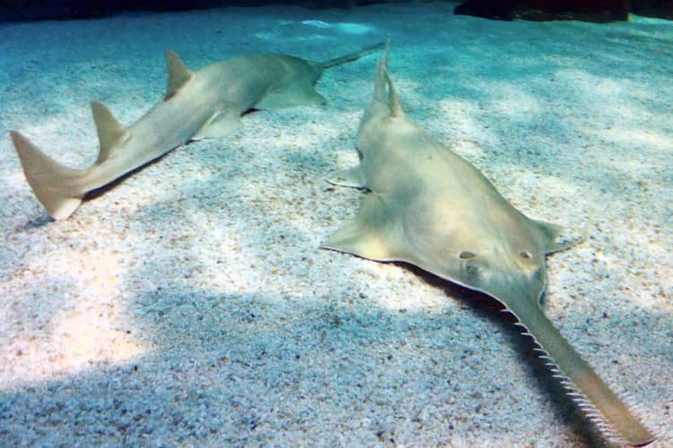 5 Fakta Menarik Ikan Gergaji, Mirip Hiu, tapi Aslinya Bukan! | IDN Times
