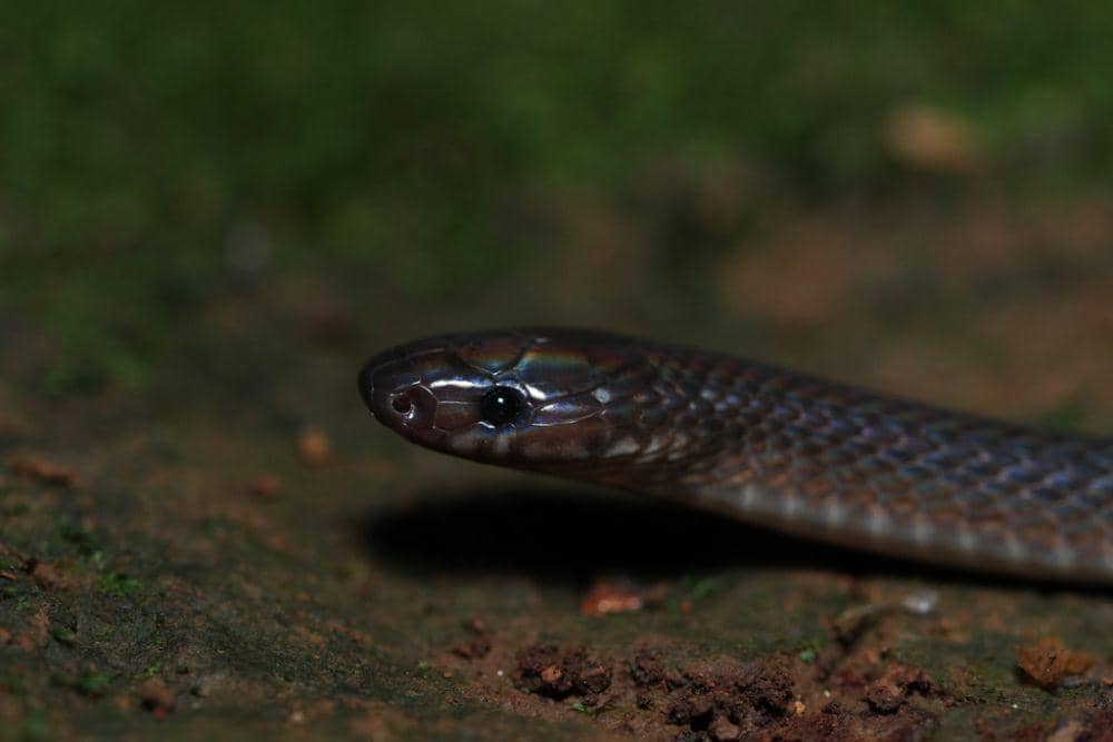 8 Jenis Ular yang Sering Masuk Rumah dan Gambarnya | IDN Times