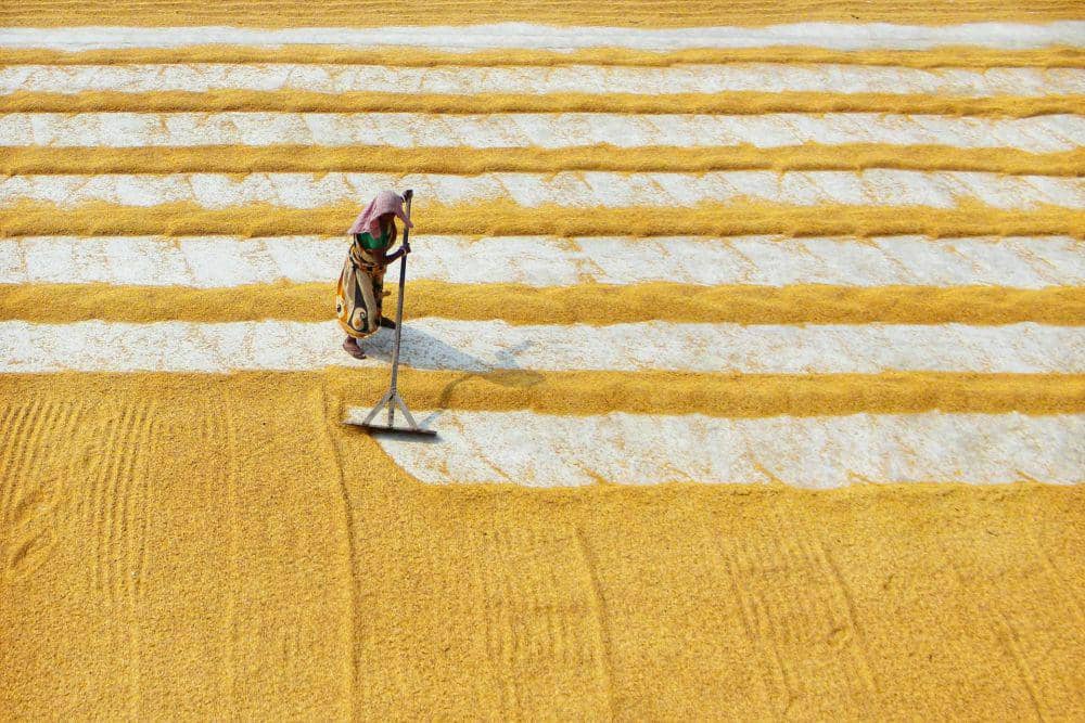 Produksi Padi Cirebon Drop, Harga Gabah Naik Gagal Bikin Petani Cuan ...