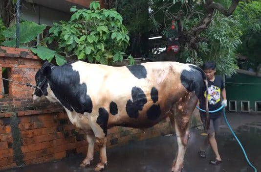 Nama Sapi Kurban Irfan Hakim dari Tahun ke Tahun | IDN Times