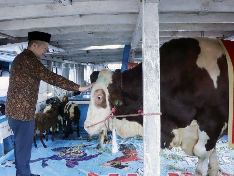 Prabowo Beli Sapi Raksasa 896 Kg dari Peternak Tapin, Harganya ...