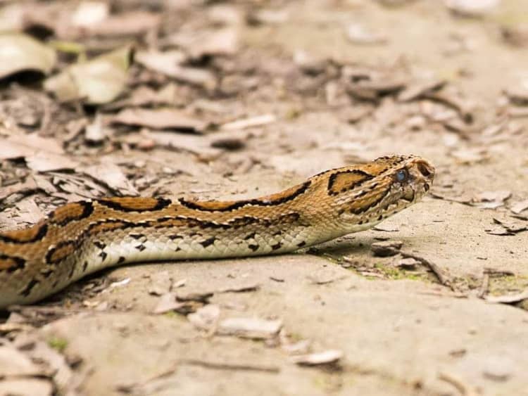 5 Fakta Viper Russell, Salah Satu Ular Paling Berbahaya di Dunia | IDN ...