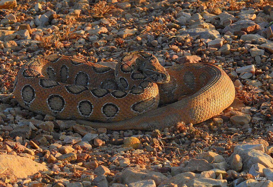 5 Fakta Viper Russell, Salah Satu Ular Paling Berbahaya di Dunia | IDN ...