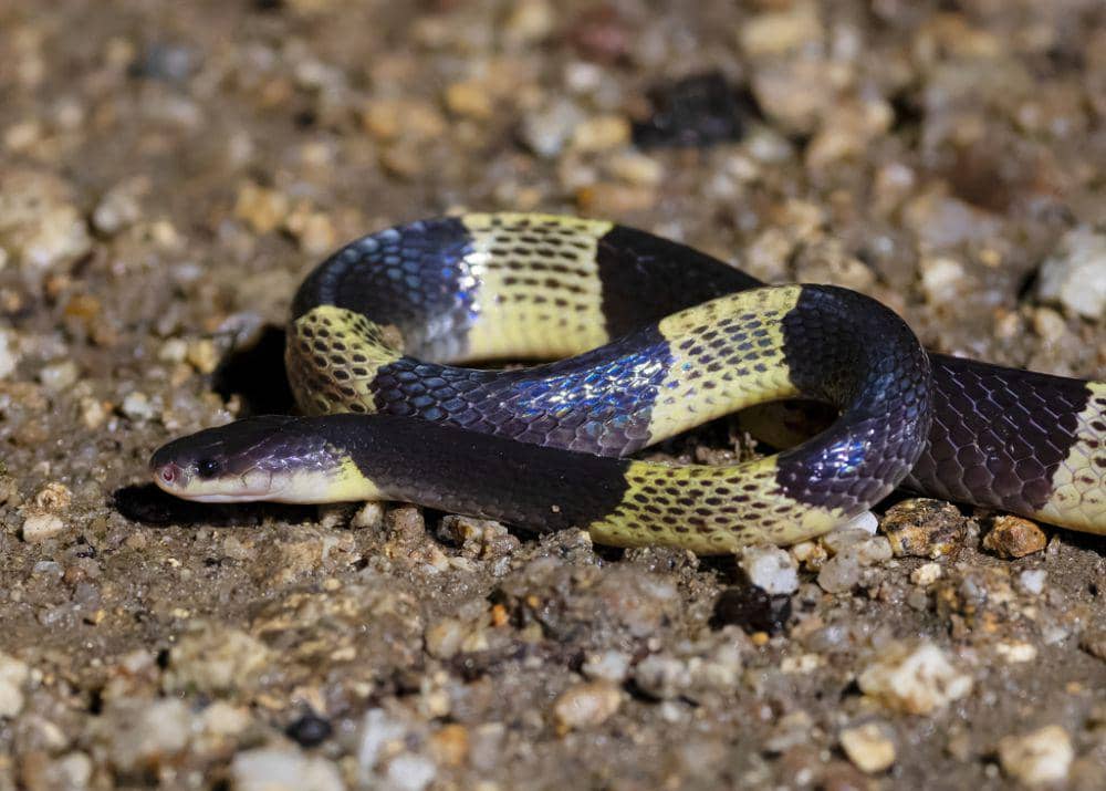 5 Habitat Ular Weling dan Ular Welang yang Harus Dihindari | IDN Times