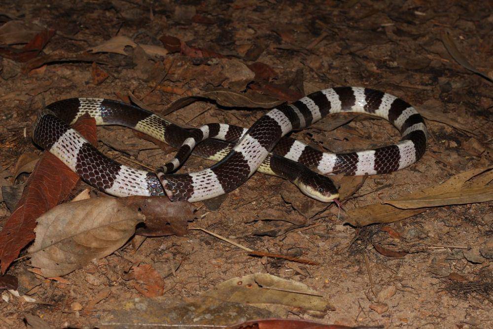 5 Habitat Ular Weling dan Ular Welang yang Harus Dihindari | IDN Times