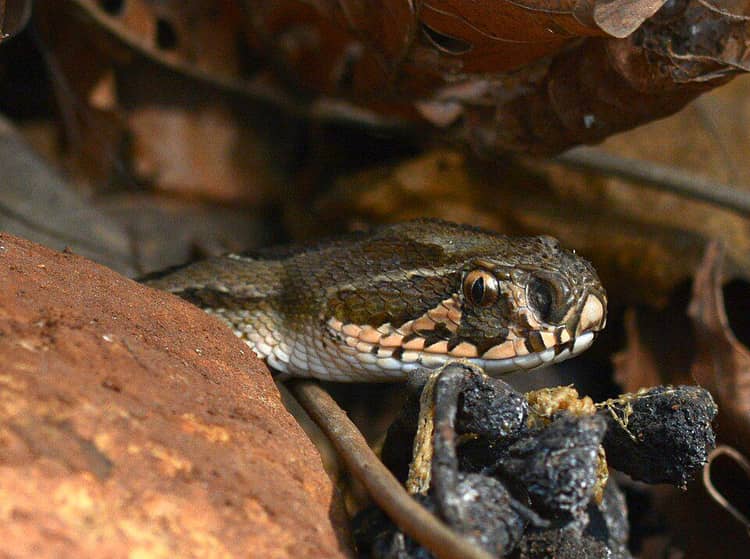 5 Fakta Viper Russell, Salah Satu Ular Paling Berbahaya di Dunia | IDN ...