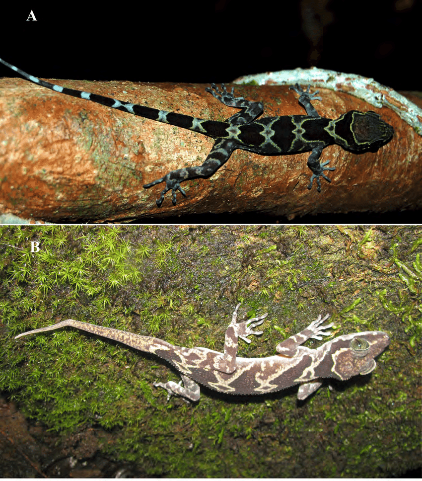 5 Cicak Endemik dengan Nama Unik, dari 'Pecelmadiun' Hingga 'Belanegara ...