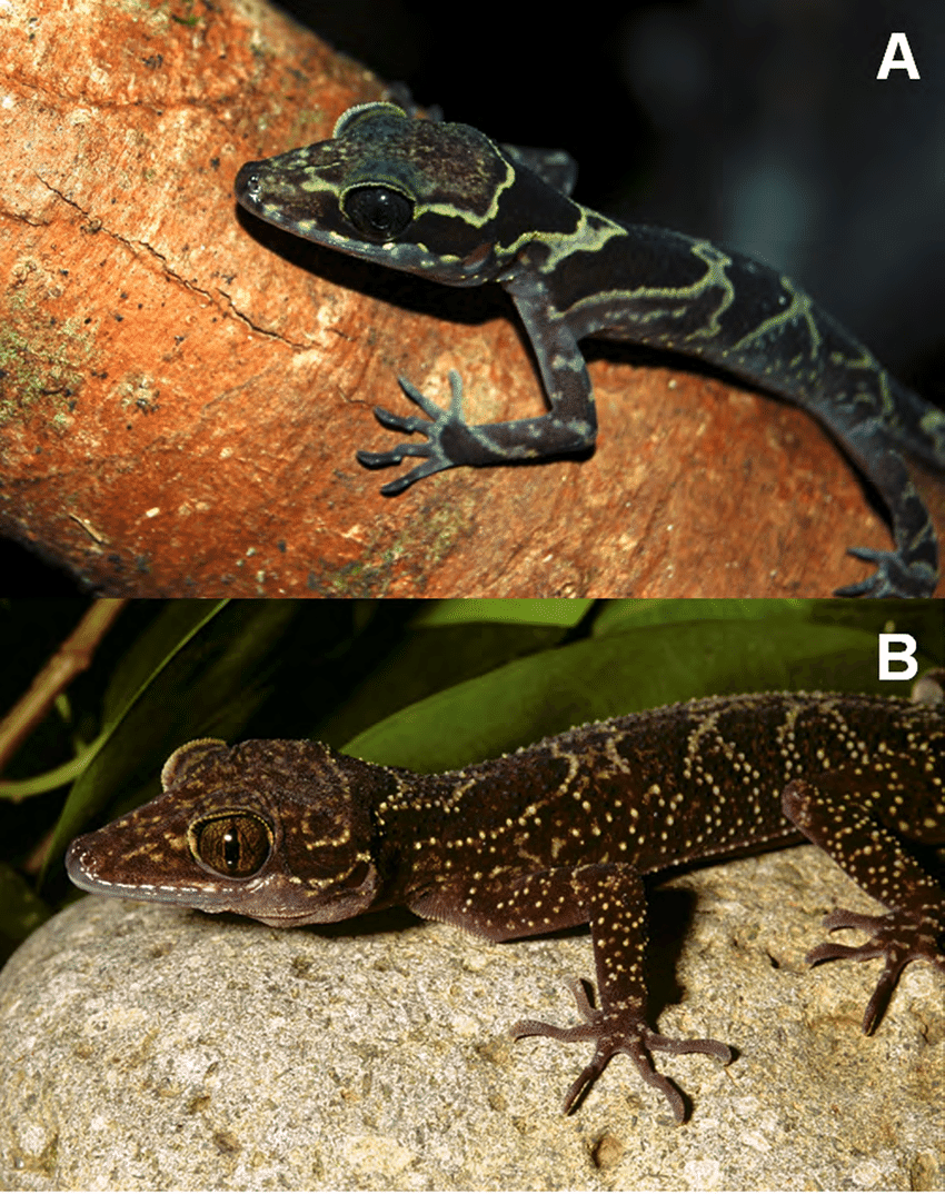 5 Cicak Endemik dengan Nama Unik, dari 'Pecelmadiun' Hingga 'Belanegara ...