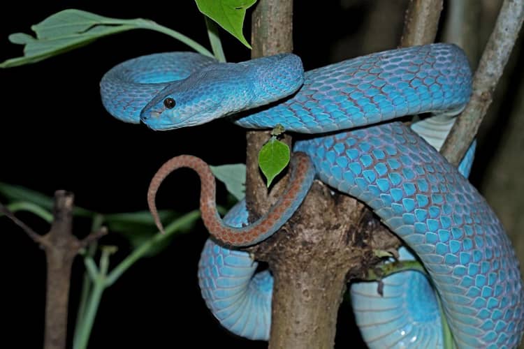 5 Fakta Blue Insularis, Ular Berbisa Biru Unik Endemik Indonesia | IDN ...
