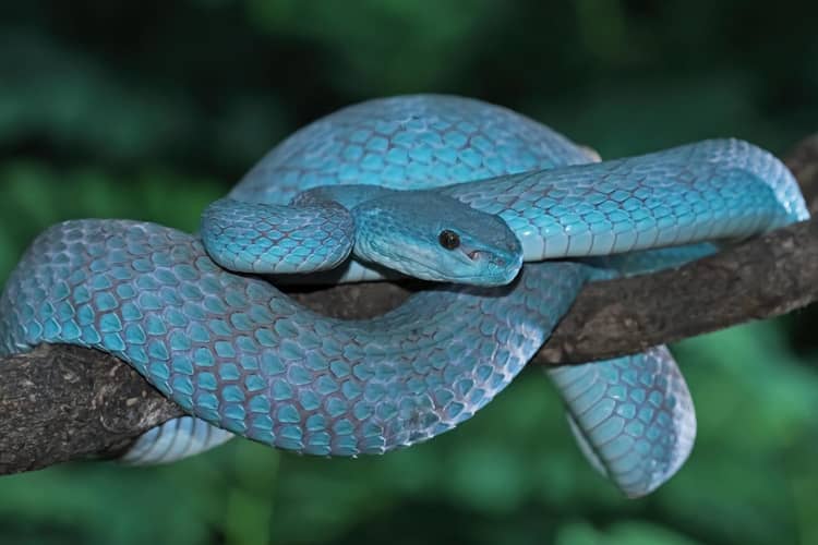 5 Fakta Blue Insularis, Ular Berbisa Biru Unik Endemik Indonesia | IDN ...