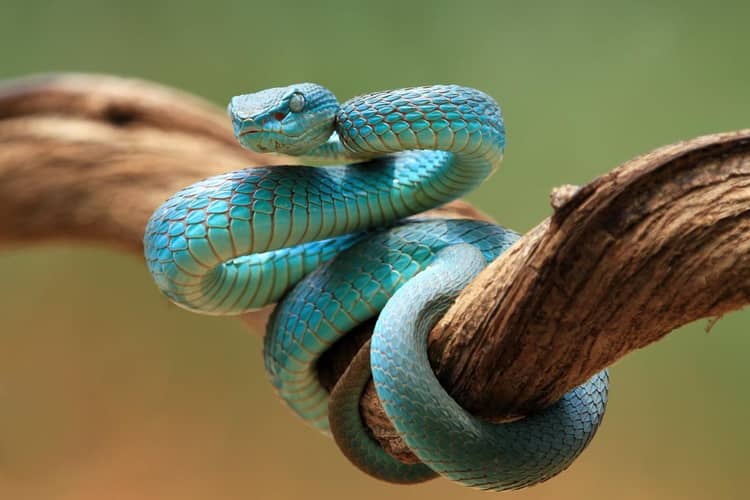 5 Fakta Blue Insularis, Ular Berbisa Biru Unik Endemik Indonesia | IDN ...