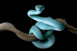 5 Fakta Blue Insularis, Ular Berbisa Biru Unik Endemik Indonesia | IDN ...