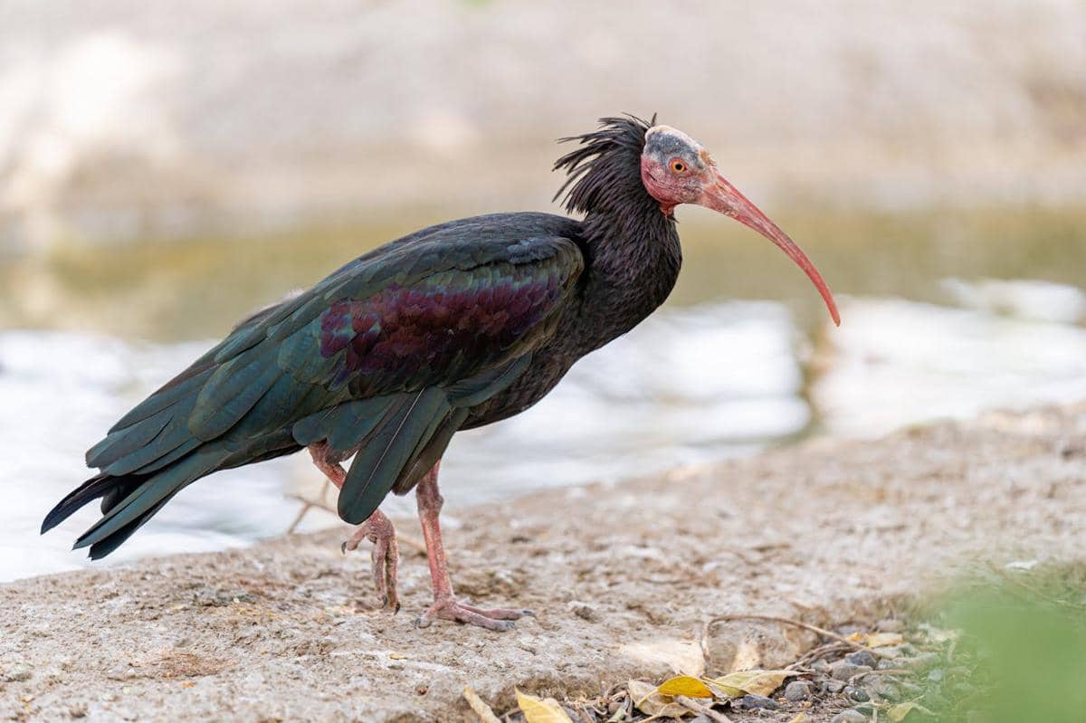 6 Spesies Burung Ibis Langka di Dunia, di Antaranya Asli Asia Tenggara ...