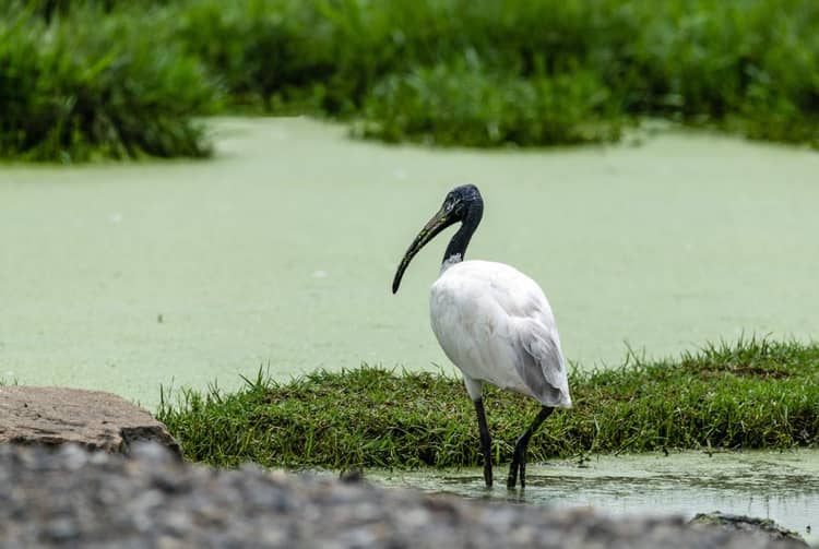 6 Spesies Burung Ibis Langka di Dunia, di Antaranya Asli Asia Tenggara ...