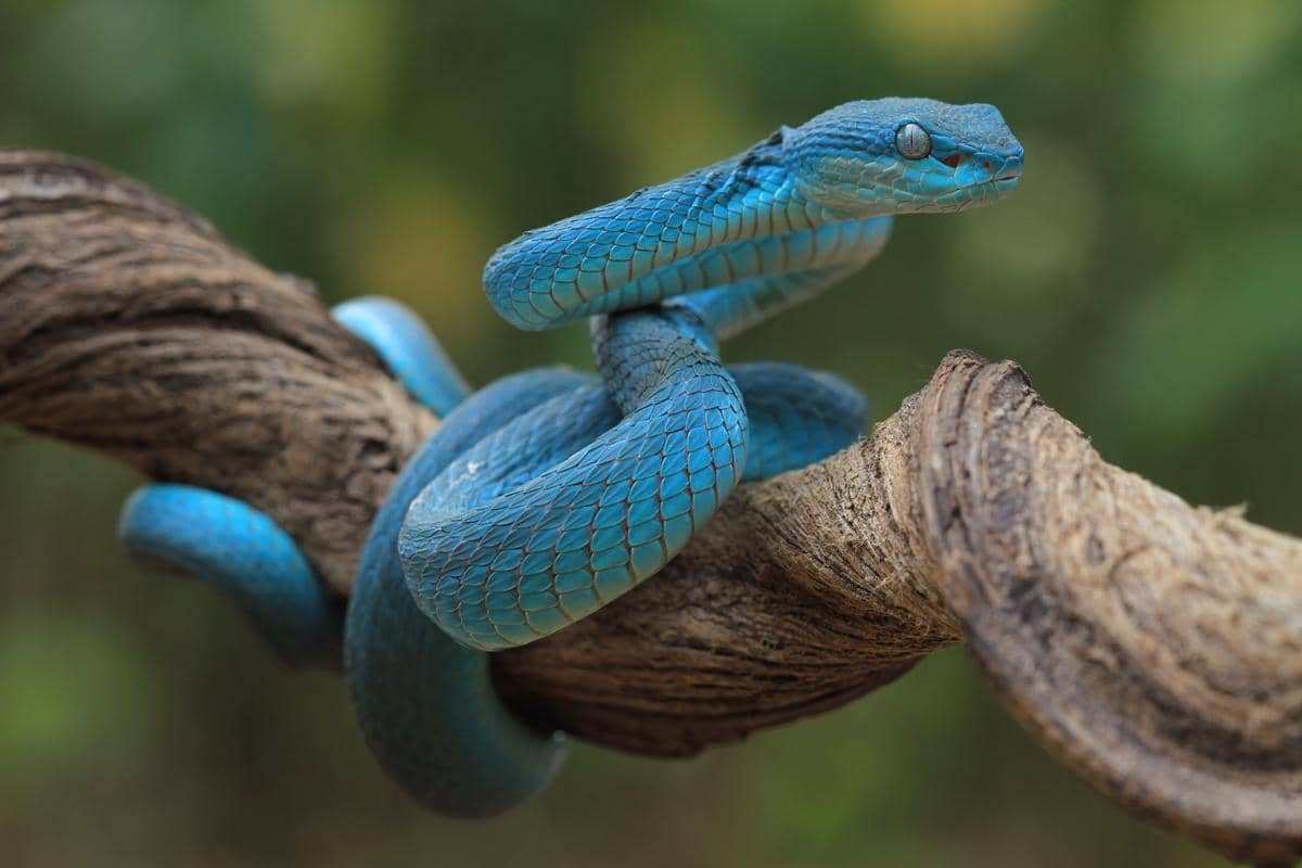 5 Fakta Blue Insularis, Ular Berbisa Biru Unik Endemik Indonesia | IDN ...