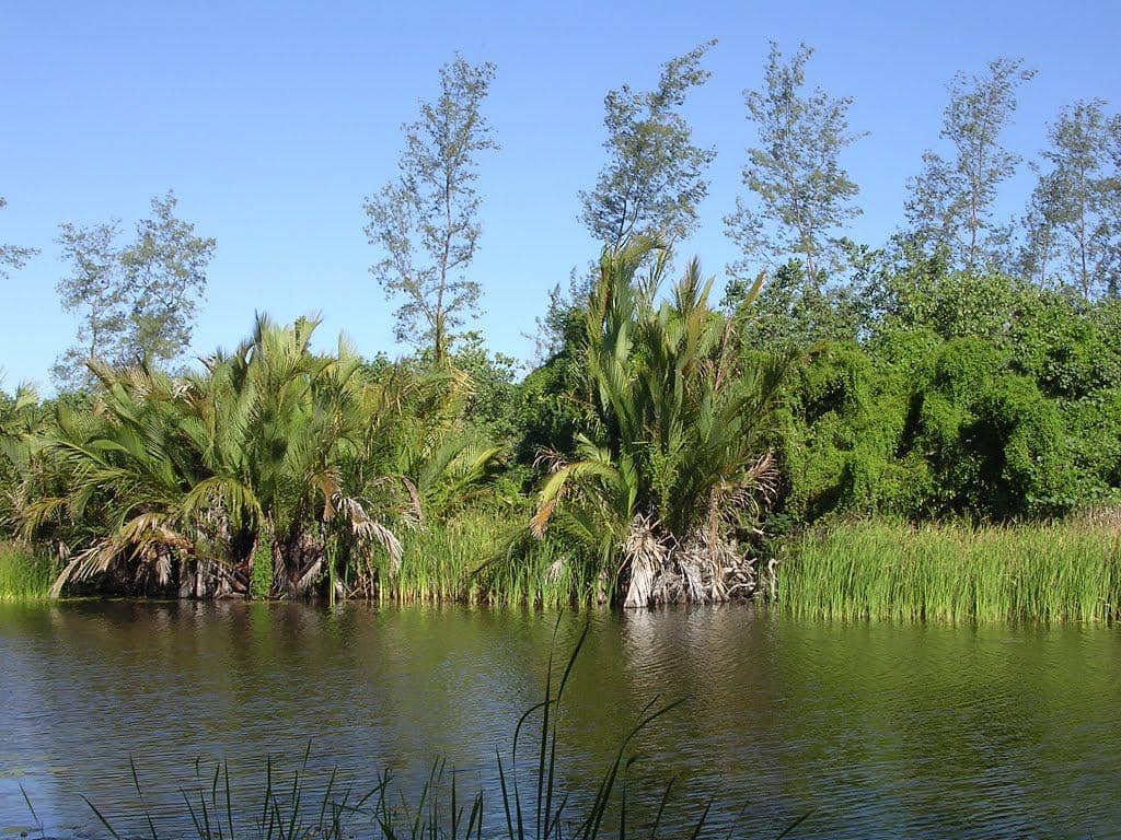 4 Fakta Pohon Sagu, Flora Asli Indonesia yang Penuh Gizi | IDN Times