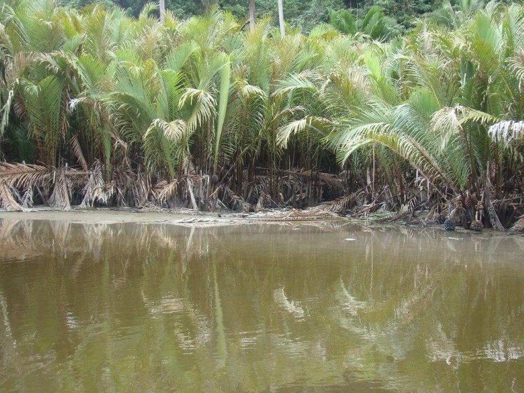 4 Fakta Pohon Sagu, Flora Asli Indonesia yang Penuh Gizi | IDN Times