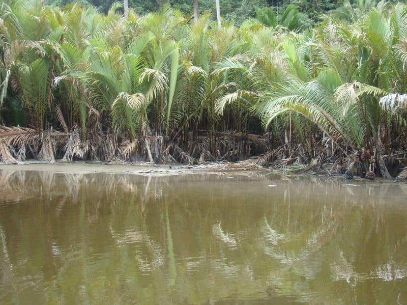 4 Fakta Pohon Sagu, Flora Asli Indonesia yang Penuh Gizi | IDN Times