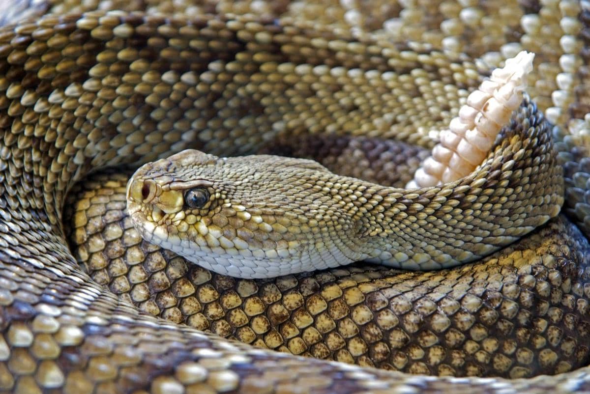5 Fakta Blue Insularis, Ular Berbisa Biru Unik Endemik Indonesia | IDN ...