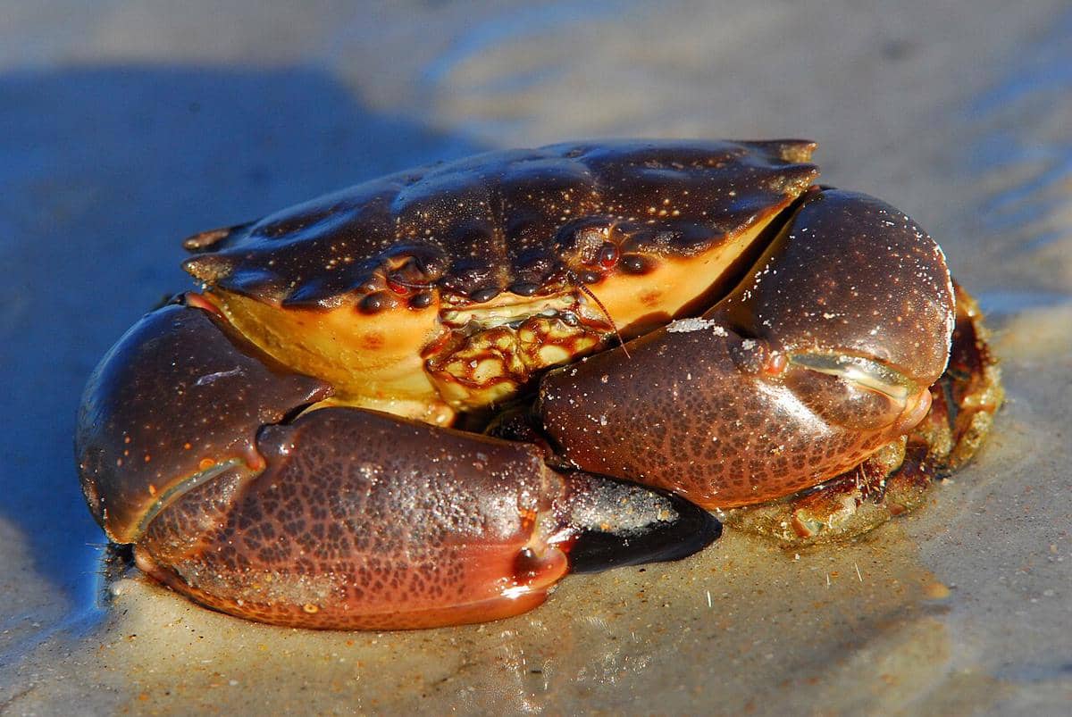 5 Kepiting Paling Terkenal di Dunia, Bisa Diolah Jadi Berbagai Jenis ...