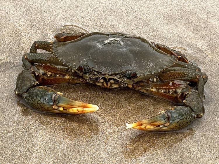 5 Kepiting Paling Terkenal di Dunia, Bisa Diolah Jadi Berbagai Jenis ...