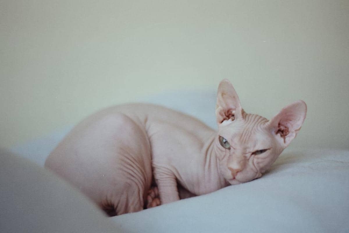 5 Jenis Kucing yang Punya Mutasi Genetik Langka | IDN Times