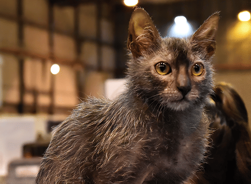 5 Jenis Kucing yang Punya Mutasi Genetik Langka | IDN Times