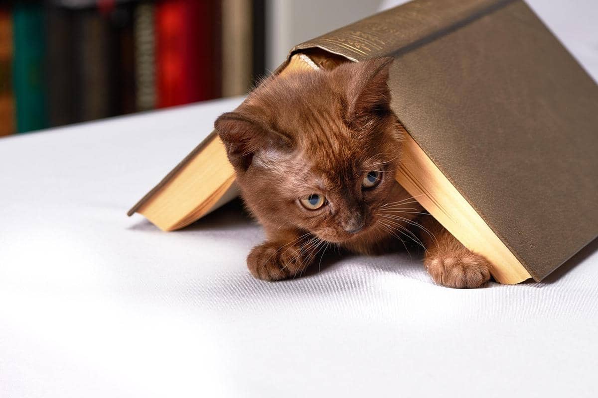 5 Fakta Unik Kucing Burma, Kembaran Kucing Siam? | IDN Times