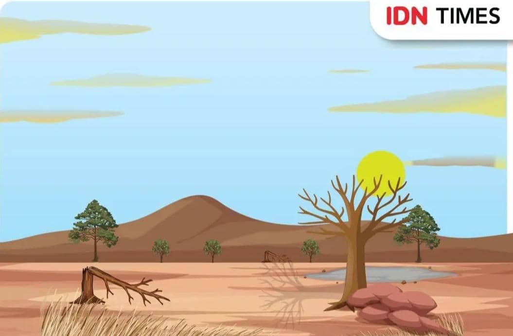 20 Hektar Kebun Sawit Siap Panen di Empat Lawang Ludes Terbakar | IDN ...