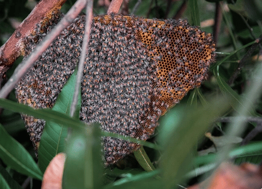 5 Jenis-jenis Madu dengan Berbagai Manfaat untuk Tubuh | IDN Times