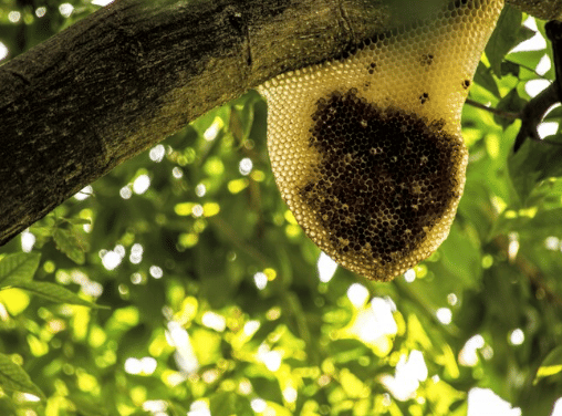 5 Jenis-jenis Madu dengan Berbagai Manfaat untuk Tubuh | IDN Times