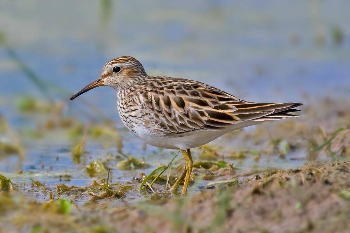 5 Spesies Burung yang Migrasinya Mencapai Jarak Ekstrem | IDN Times