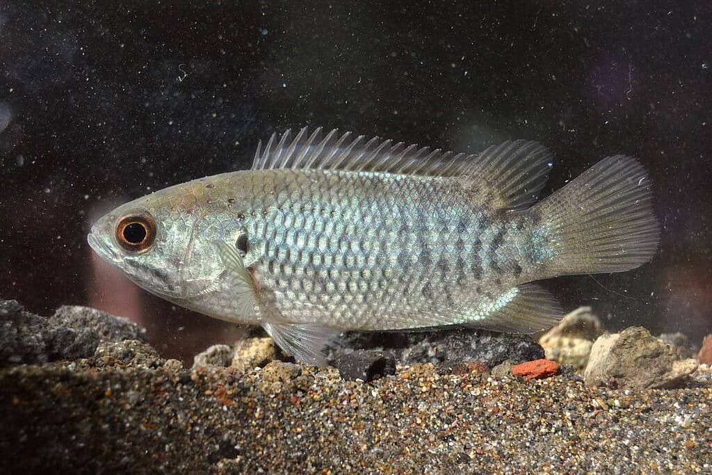 5 Fakta Menarik Ikan Betok, Bisa Bernapas dan Merayap di Daratan! | IDN ...