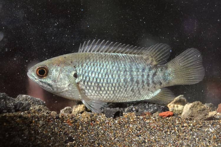 5 Fakta Menarik Ikan Betok, Bisa Bernapas dan Merayap di Daratan! | IDN ...