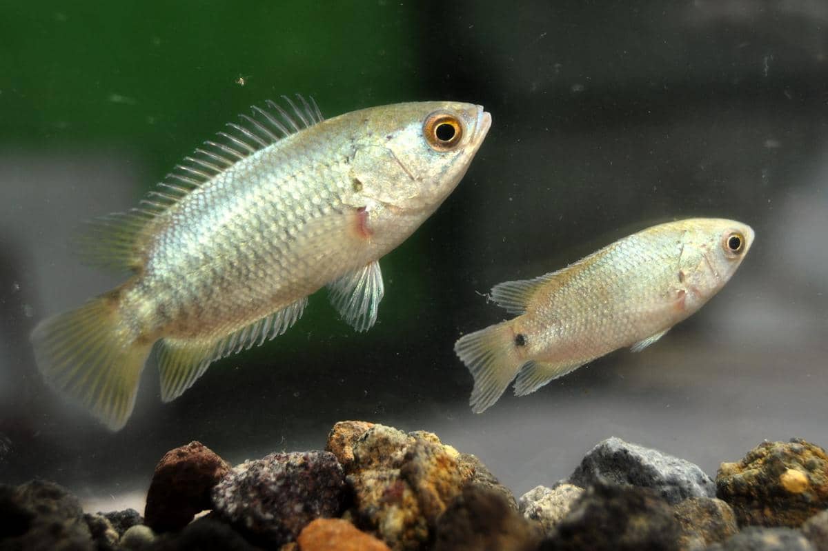 5 Fakta Menarik Ikan Betok, Bisa Bernapas dan Merayap di Daratan! | IDN ...