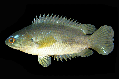 5 Fakta Menarik Ikan Betok, Bisa Bernapas dan Merayap di Daratan! | IDN ...