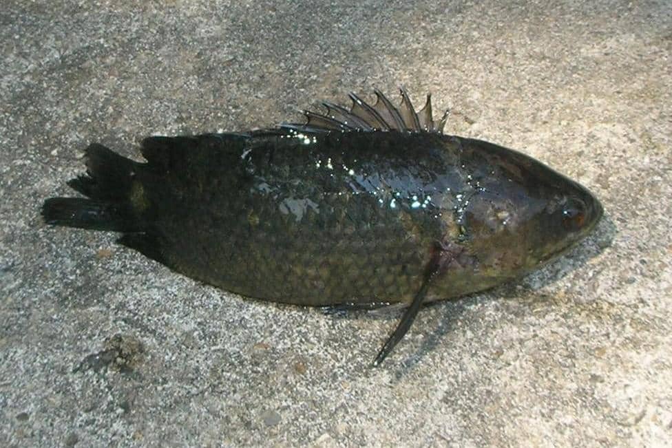 5 Fakta Menarik Ikan Betok yang Bisa Berjalan di Darat kayak Amfibi ...
